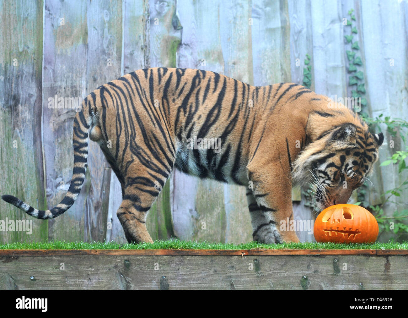 Jae Jae, the Sumatran Tiger It's a case of trick or treat this week at ...