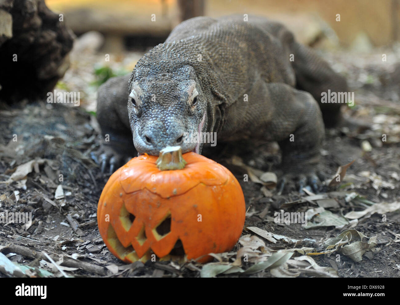 Raja the Komodo dragon, who featured in the new James Bond: Skyfall ...