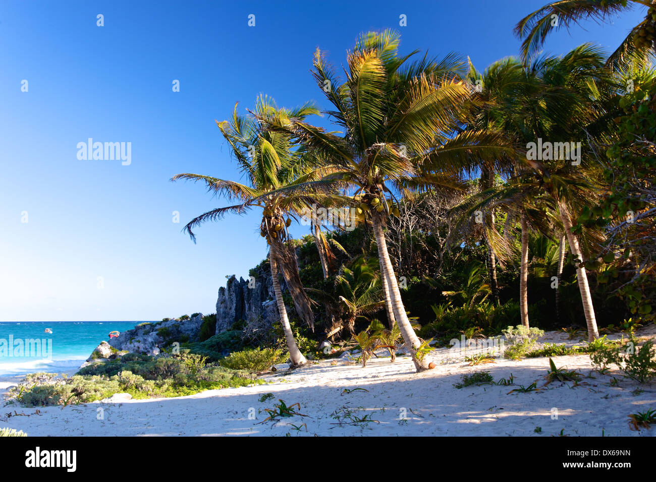 Palm trees on a Caribbean beach at Tulum, Quintana Roo, Mexico Stock ...