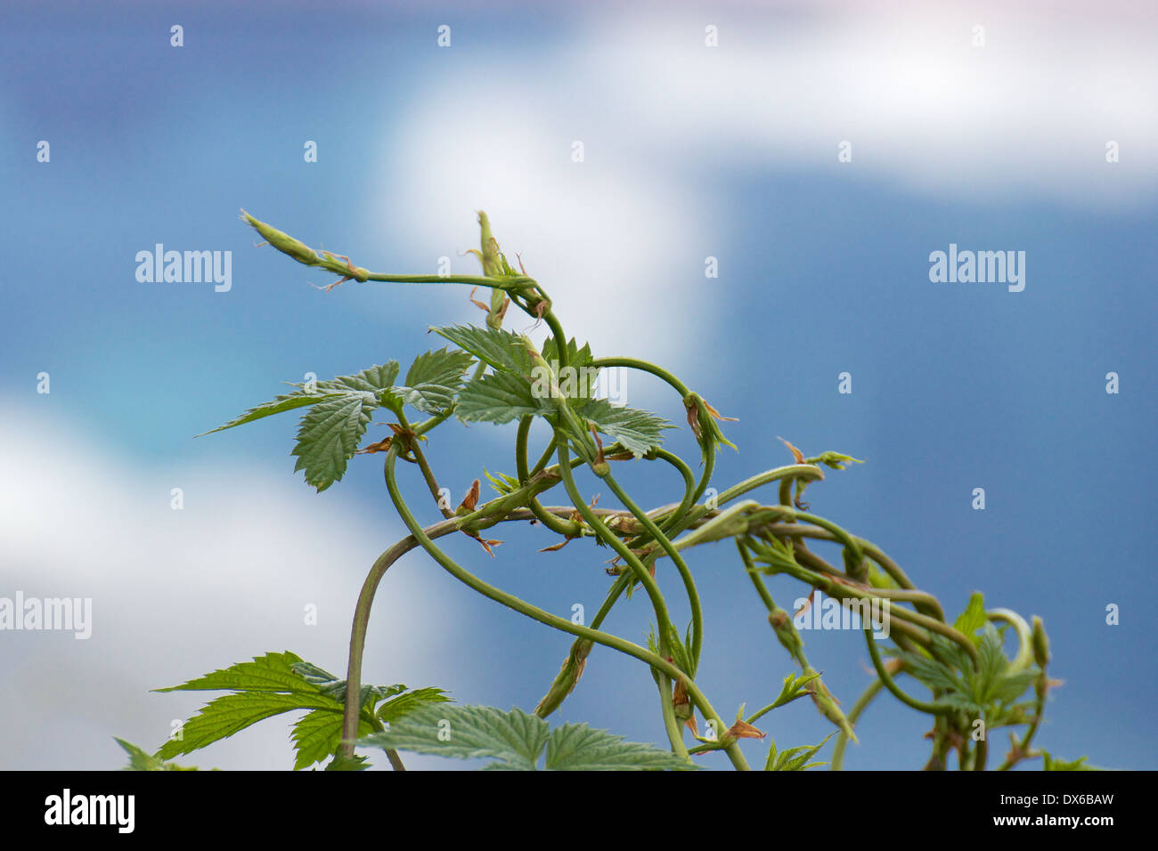 Vines with tendrils hi-res stock photography and images - Alamy