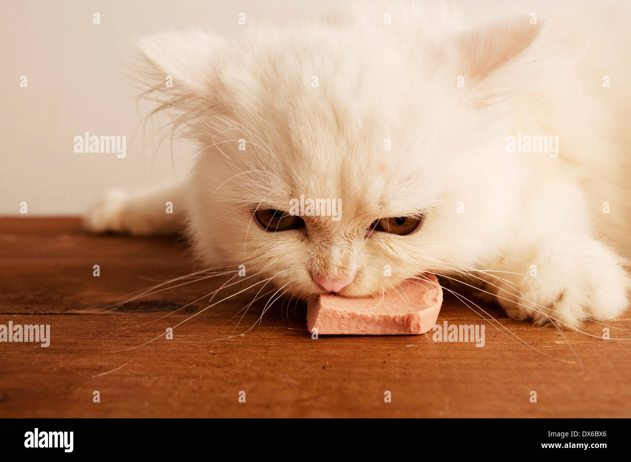 Beautiful white cat eating hi-res stock photography and images - Alamy