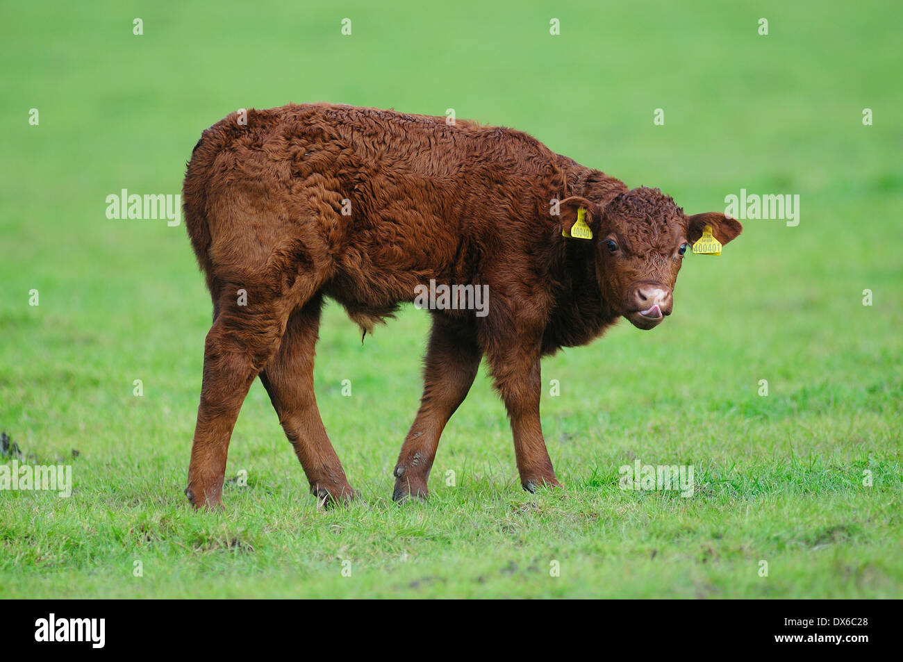 Devon red hi-res stock photography and images - Alamy