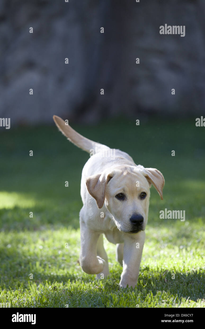 4 retriever hi-res stock photography and images - Alamy