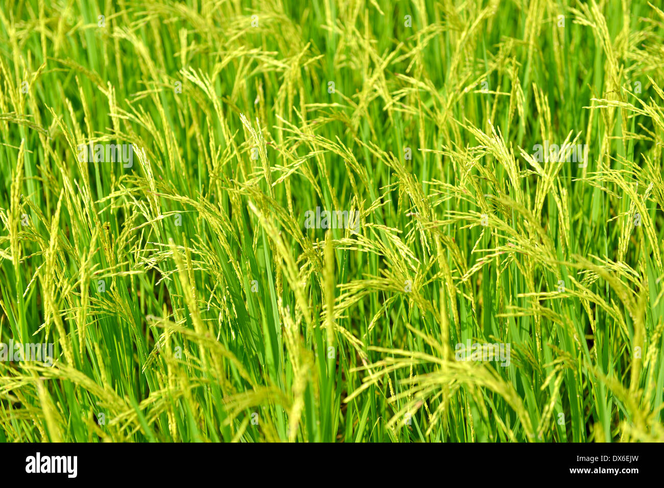 Rice paddy fields, Thailand Stock Photo - Alamy