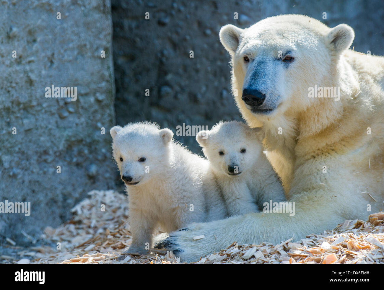 Munich, Germany. 17th Mar, 2014. HANDOUT - A handout picture dated 17 March 2014 shows polar ...