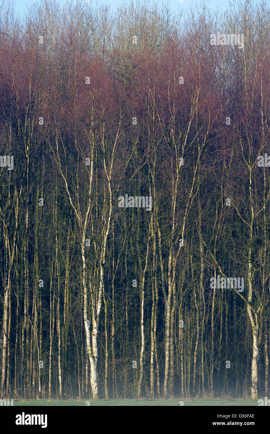 Forest birches hi-res stock photography and images - Alamy