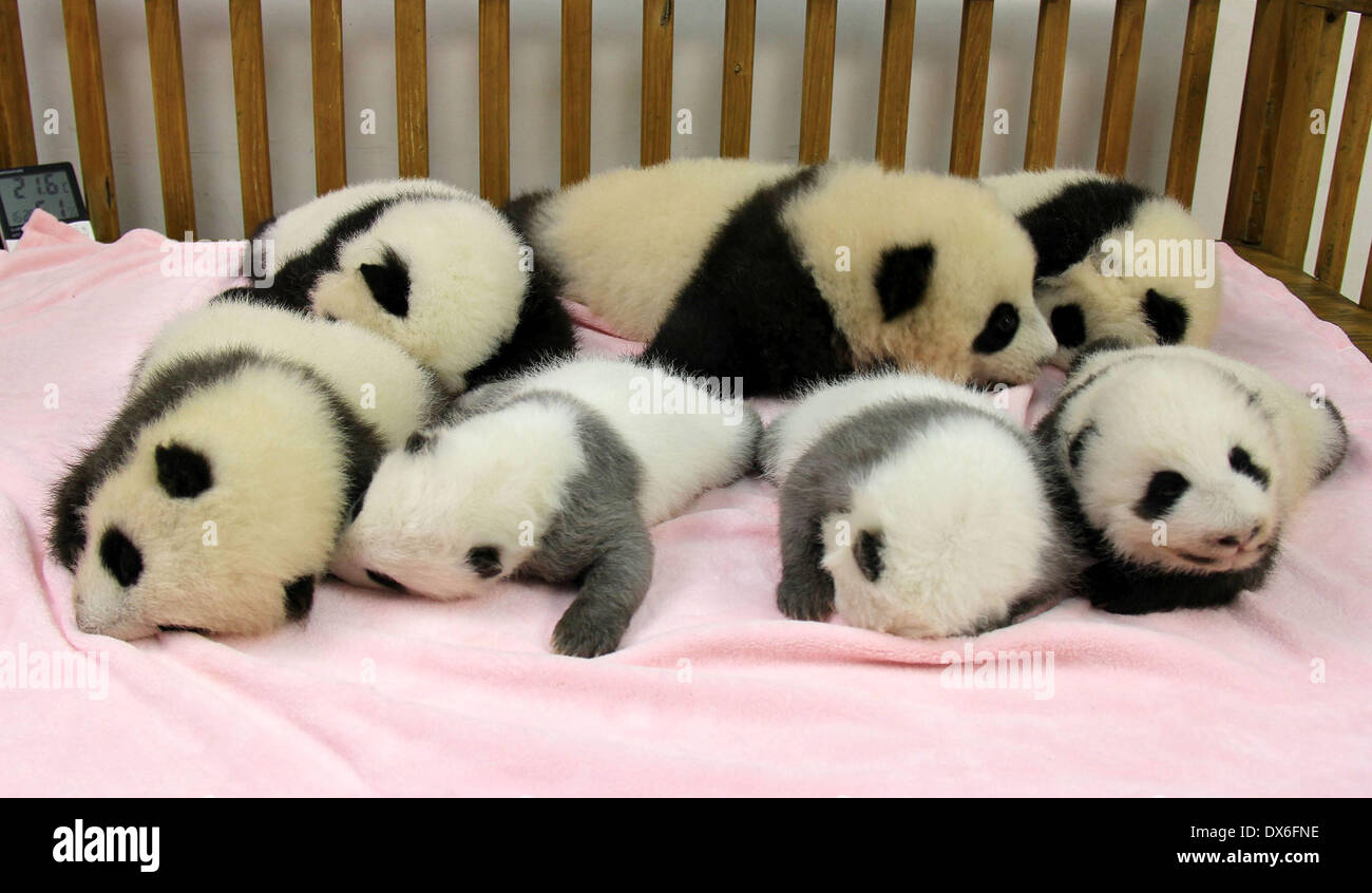 SEVEN BABY PANDAS These pandas are seven adorable cubs and one giant ...