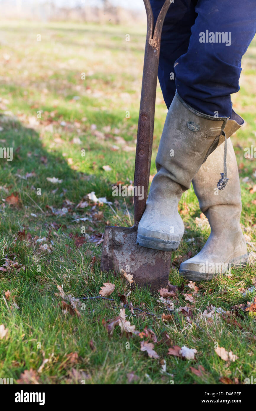 Foot of man on spade digging into the earth in the English countryside ...