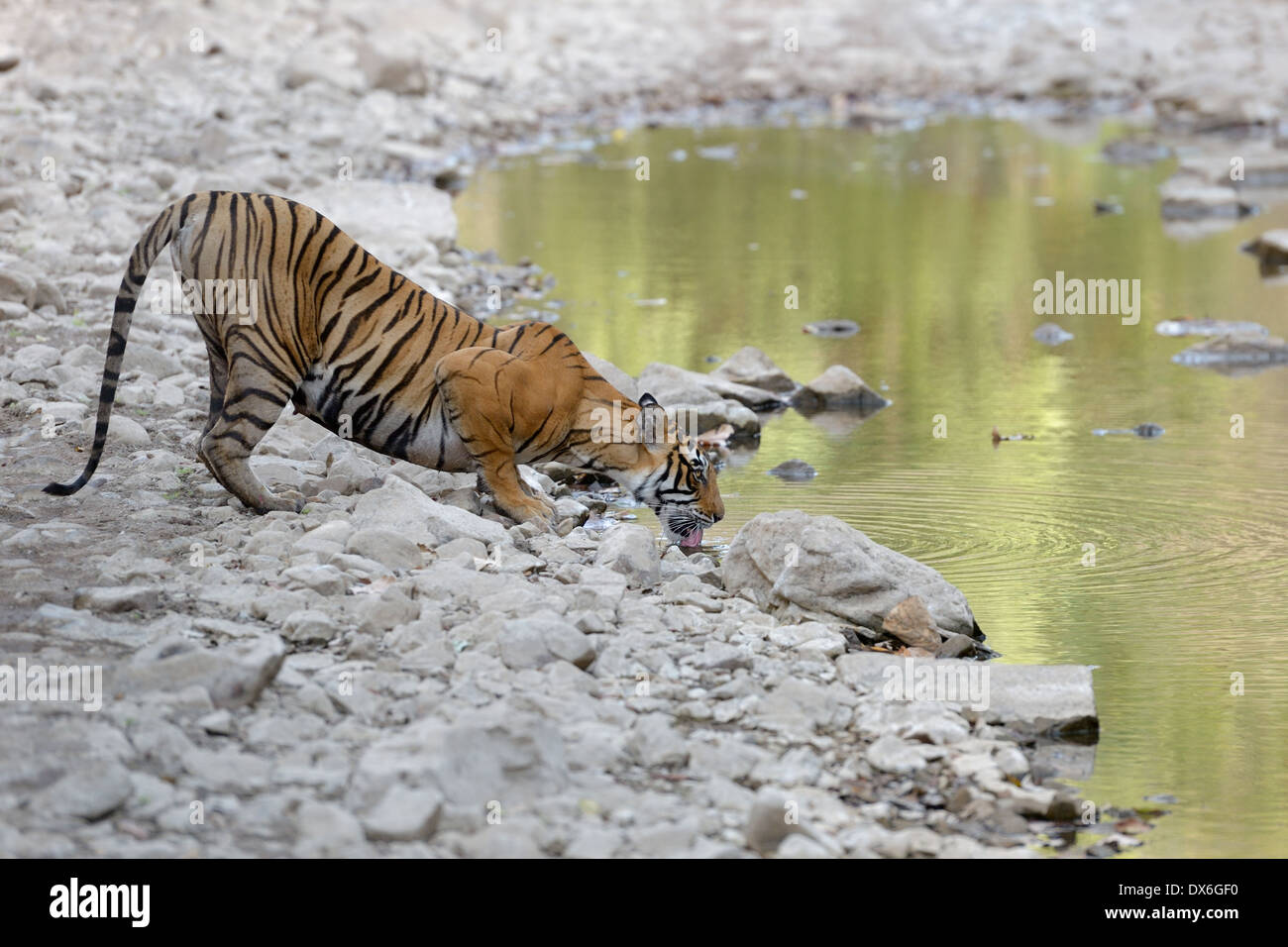 Bengal tiger ( Panthera tigris tigris ) drinking in a small river Stock ...