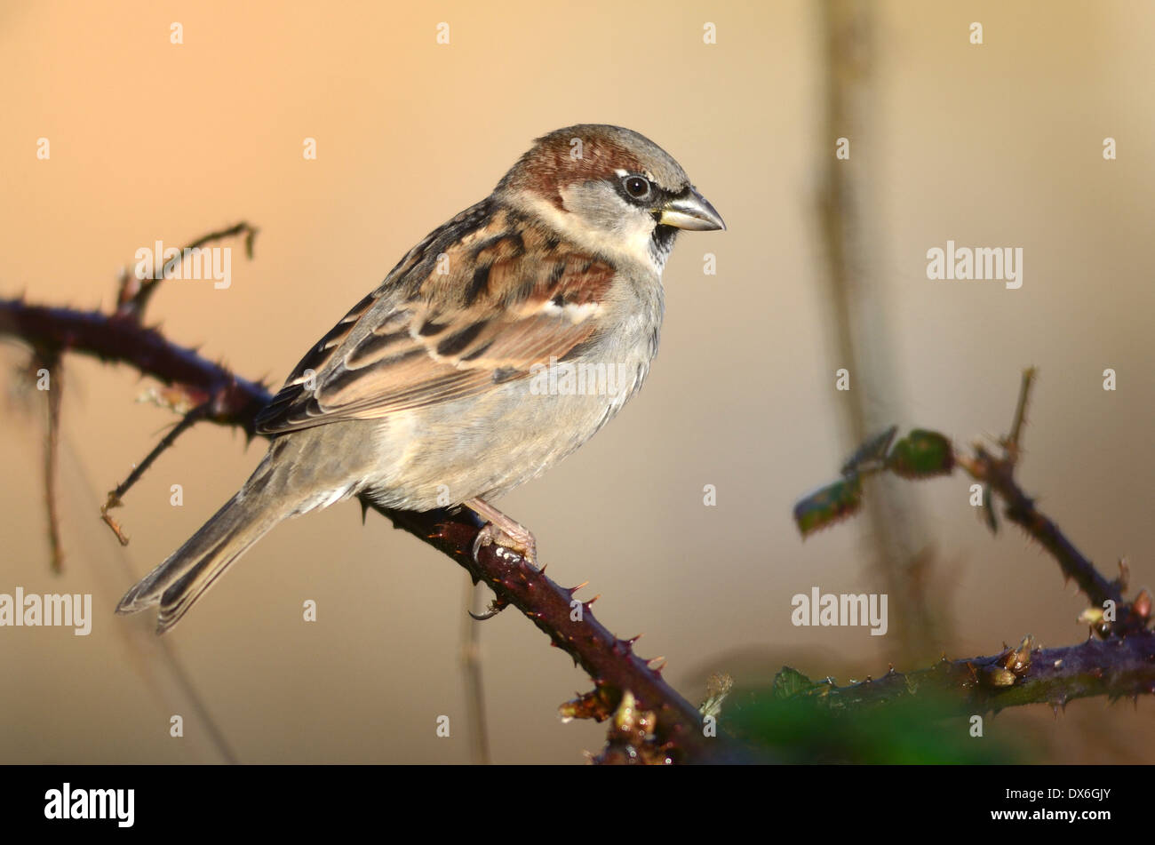 Bramble bird hi-res stock photography and images - Alamy