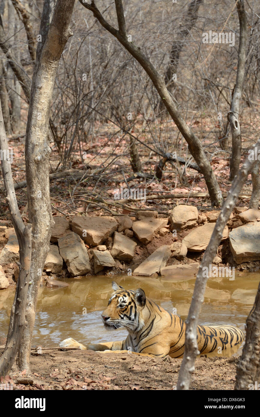 Drinking tiger in water hi-res stock photography and images - Alamy
