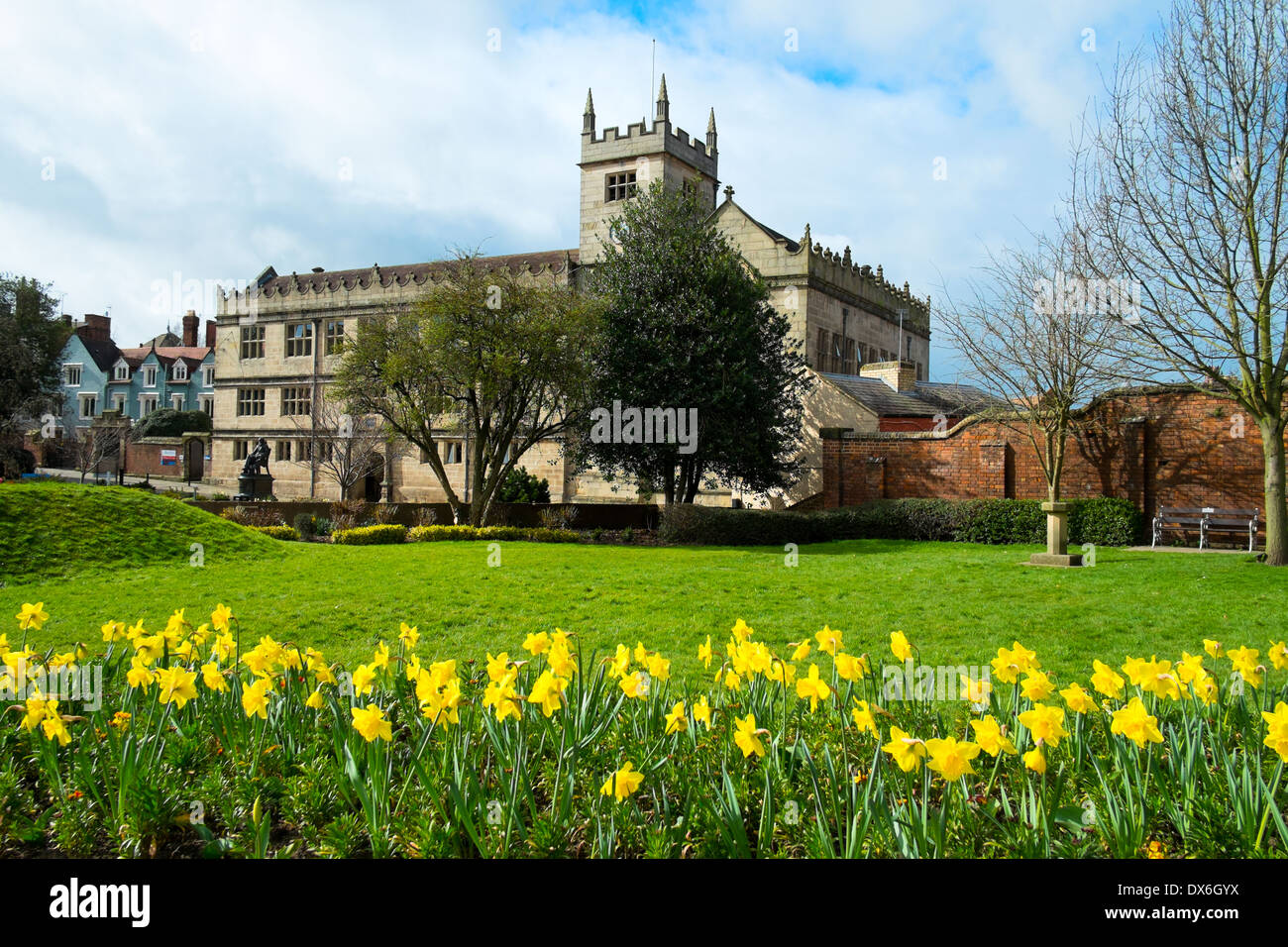Shrewsbury Library with spring daffodils, Shropshire, England Stock ...
