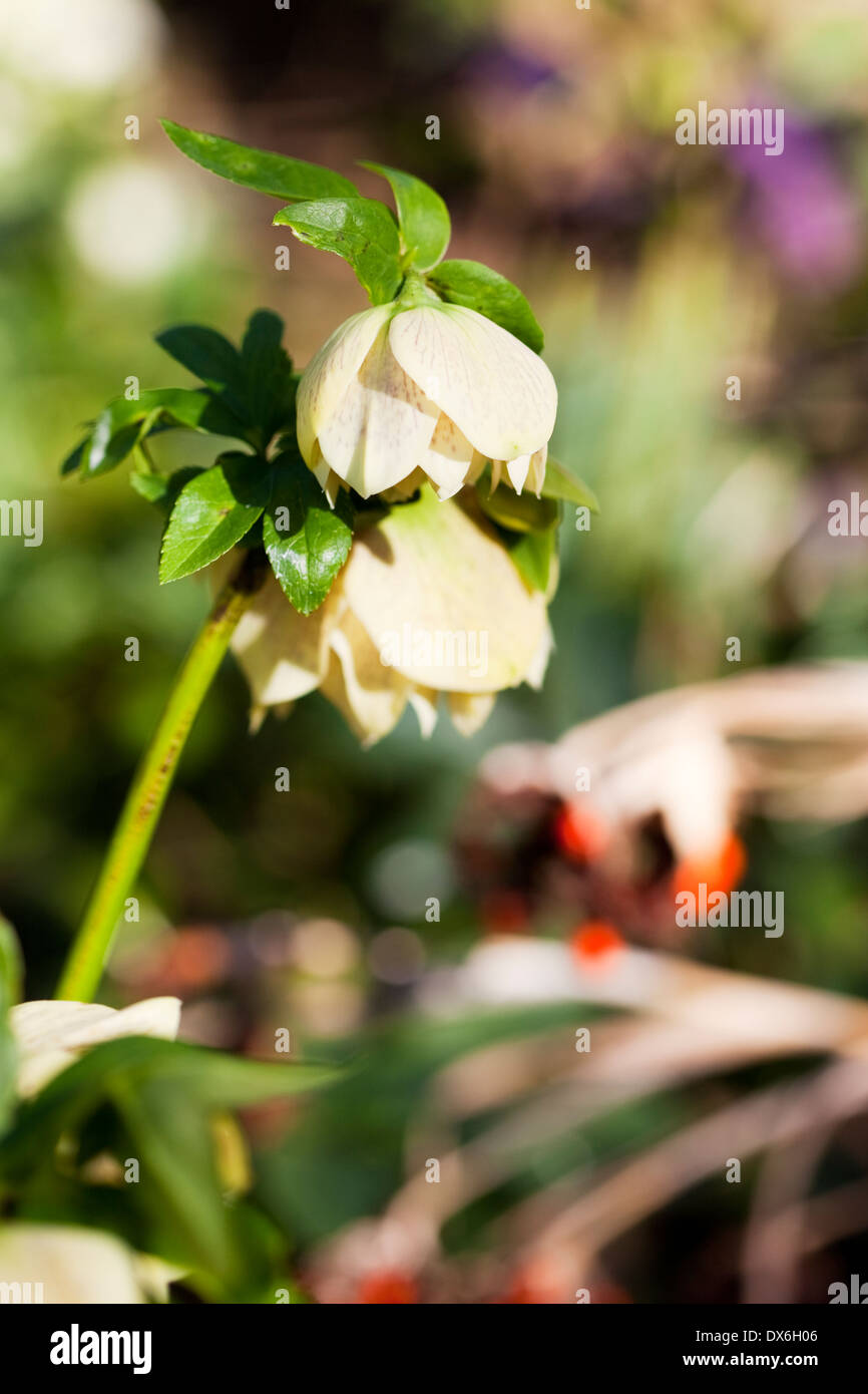 Yellow hellebore, in sunshine at Spring in English garden Stock Photo ...