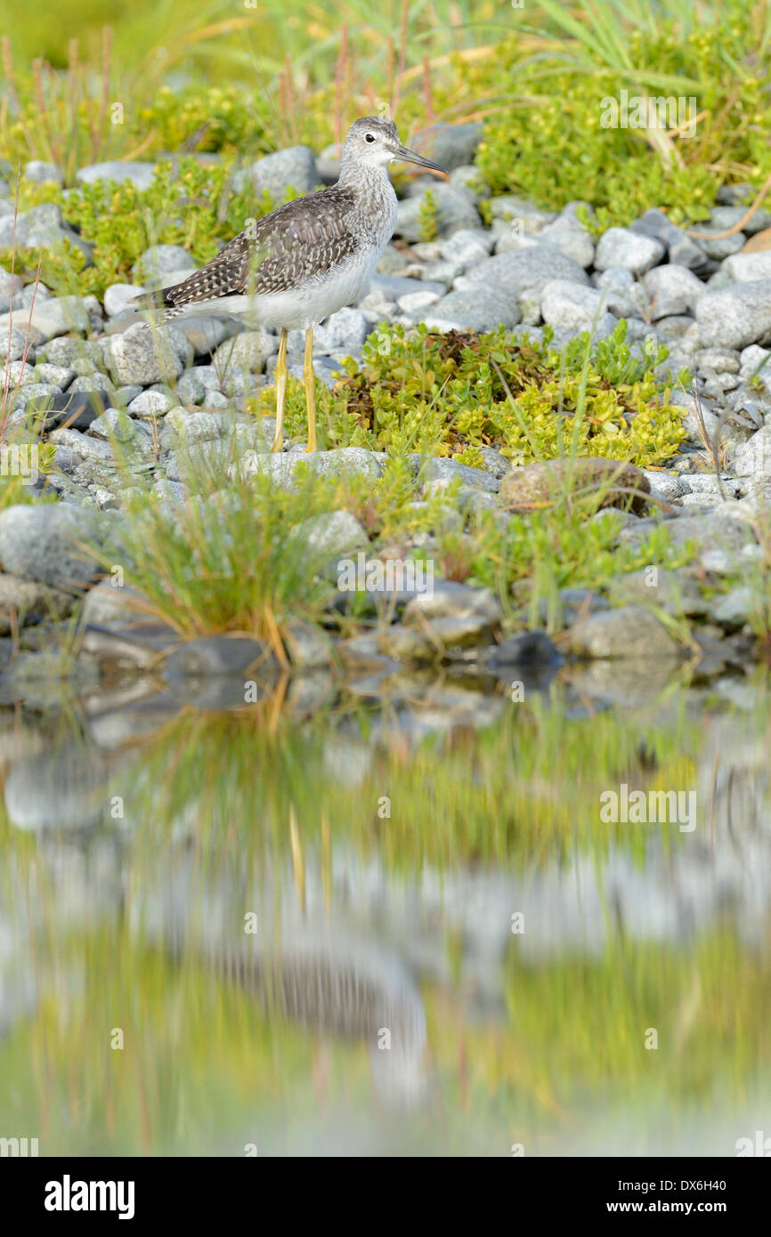 Lesser yellow leg hi-res stock photography and images - Alamy