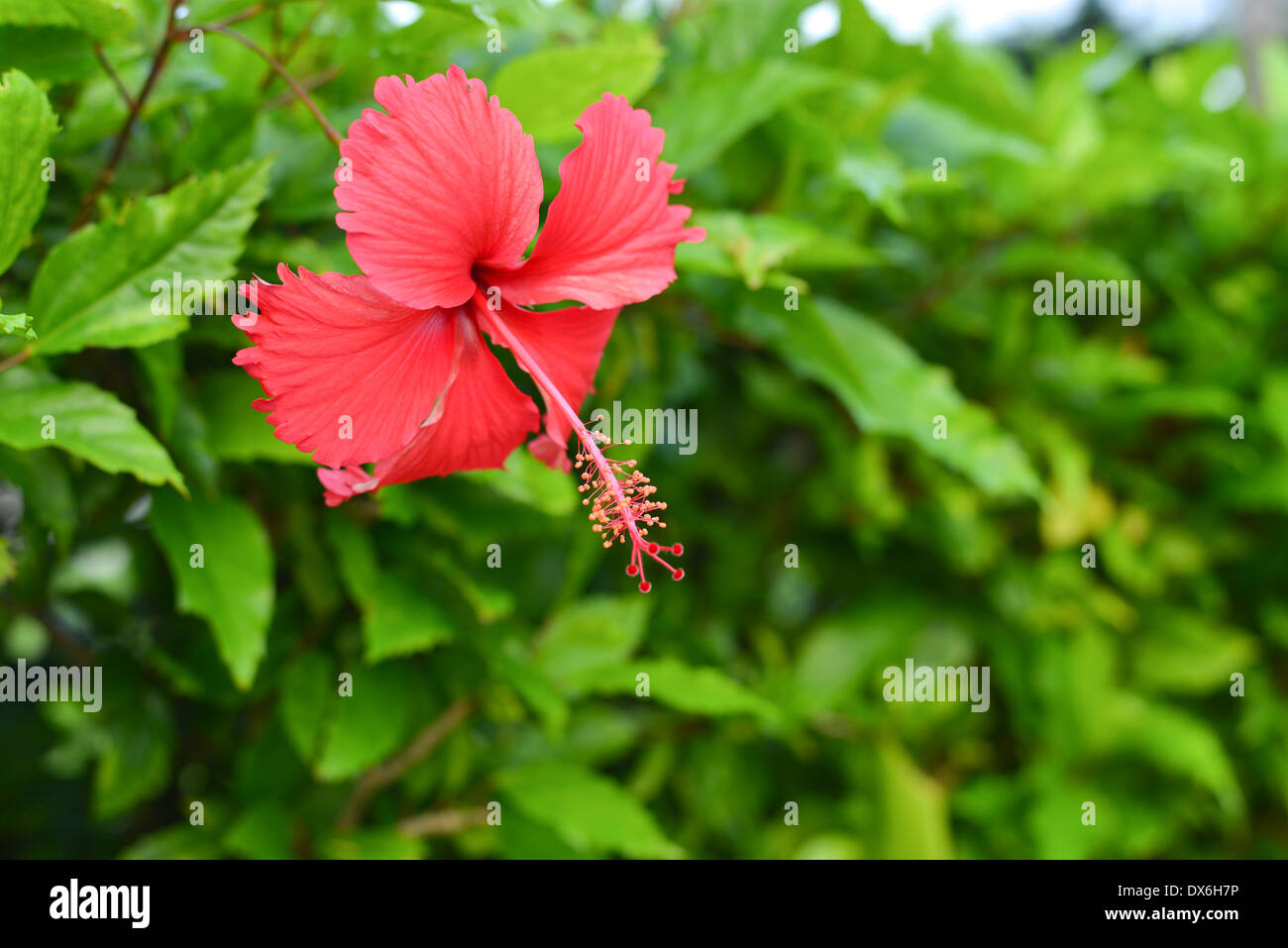 Single red Hibiscus Flower - rosa-sinensis Stock Photo - Alamy