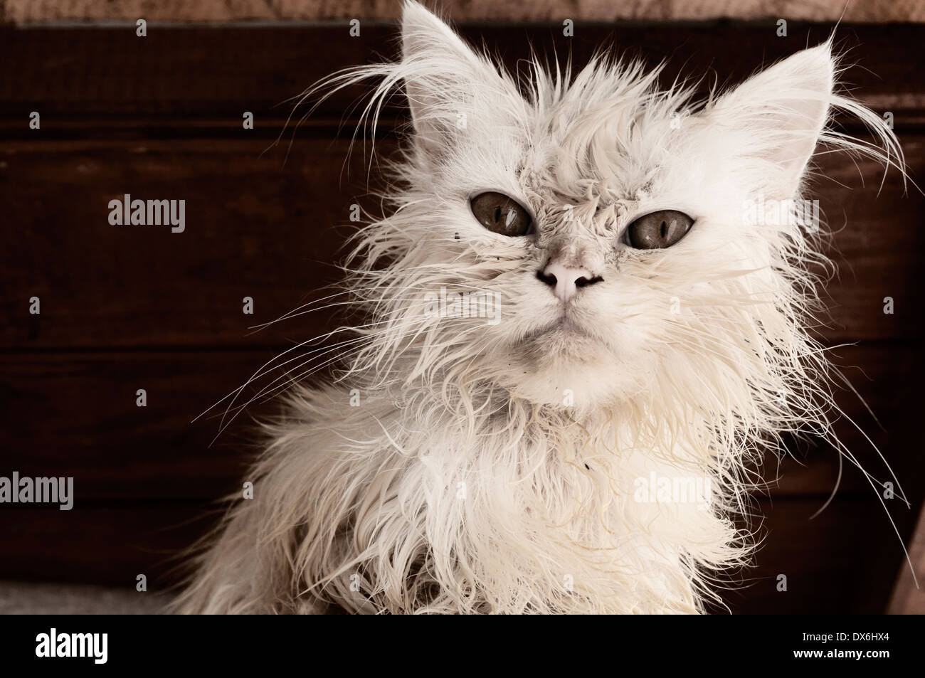 Persian cat mad hi-res stock photography and images - Alamy