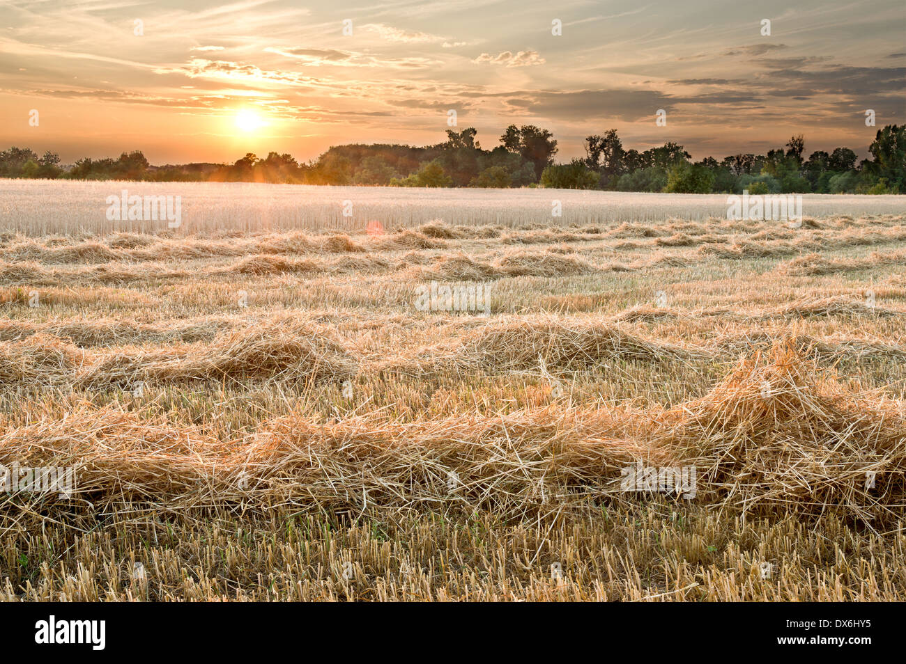 Wheat field agronomy hi-res stock photography and images - Alamy