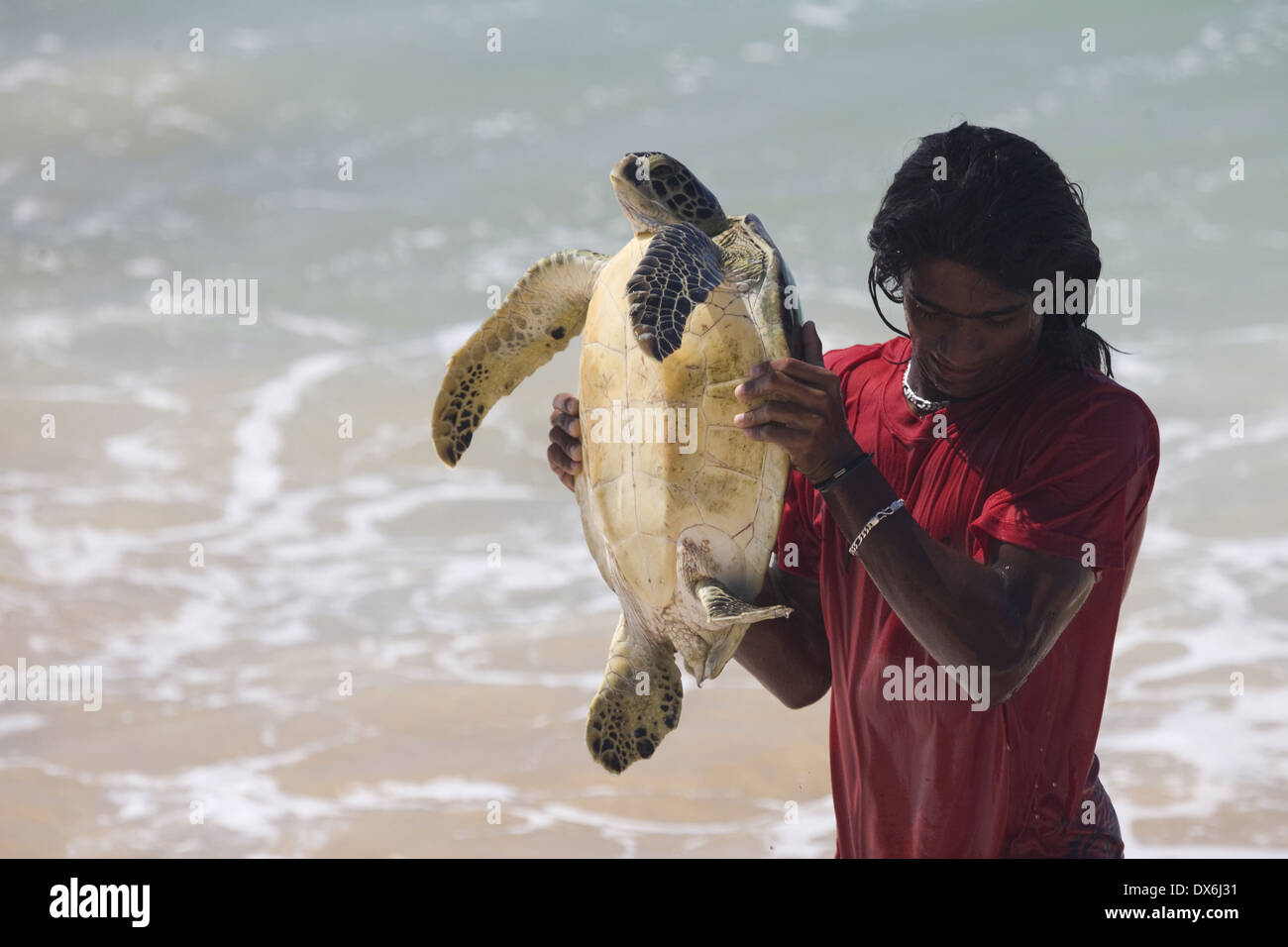 Local holding a Green Sea Turtle, Sri Lanka Stock Photo - Alamy