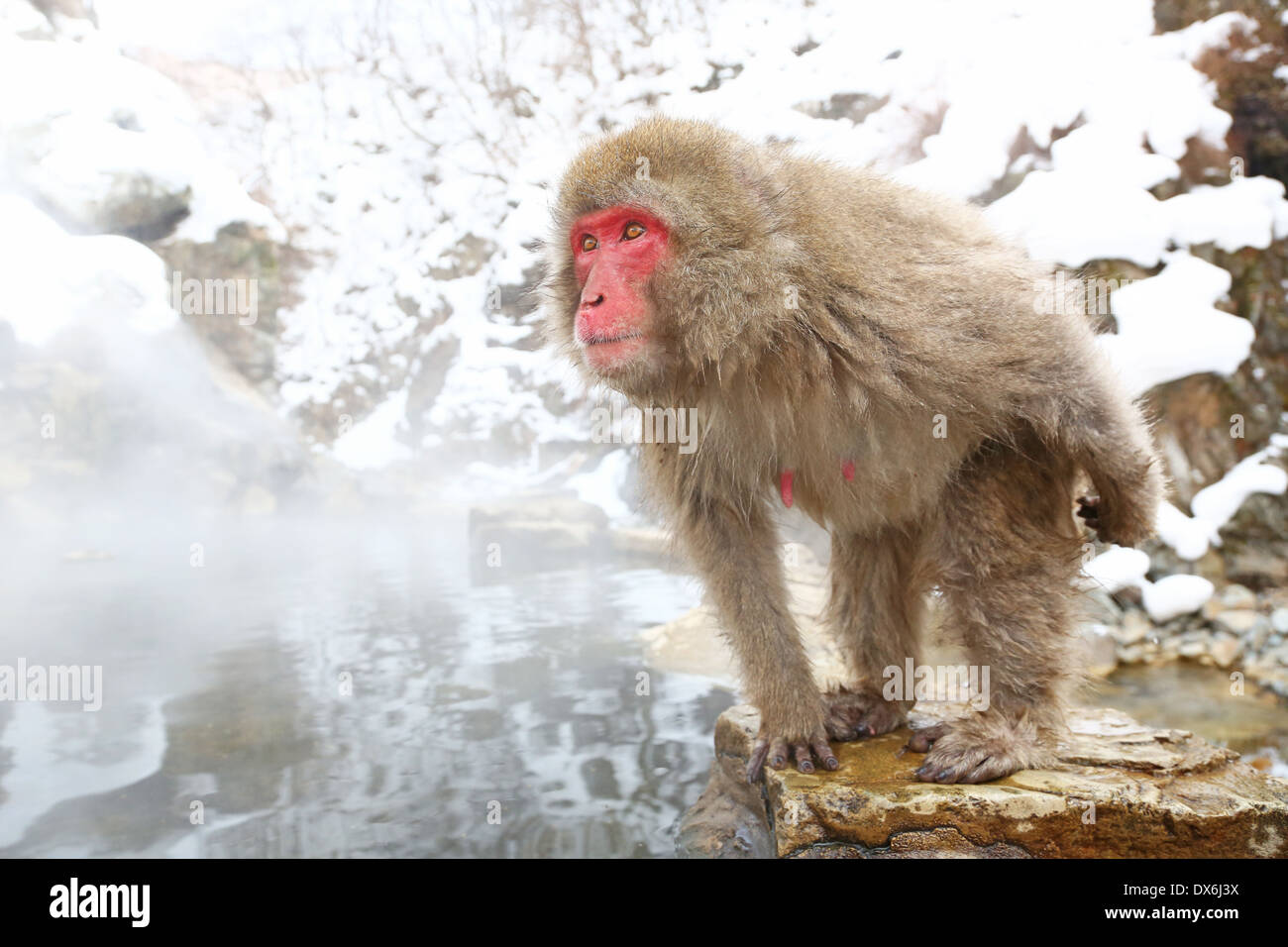 Japanese Macaque (Macaca fuscata), Snow Monkeys at the natural hot ...
