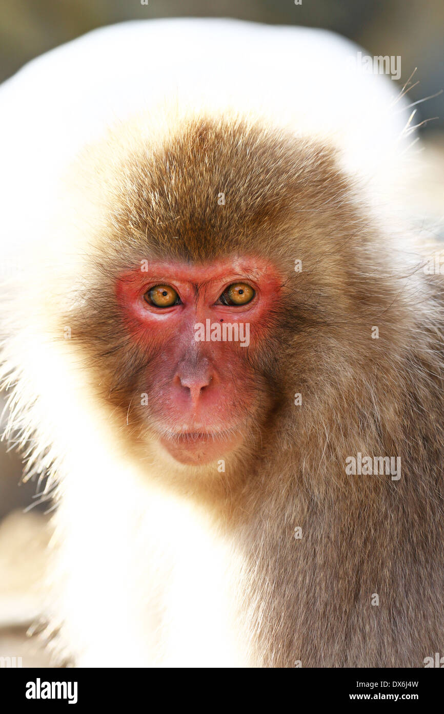 Japanese Macaque (Macaca fuscata), Snow Monkeys at the natural hot ...