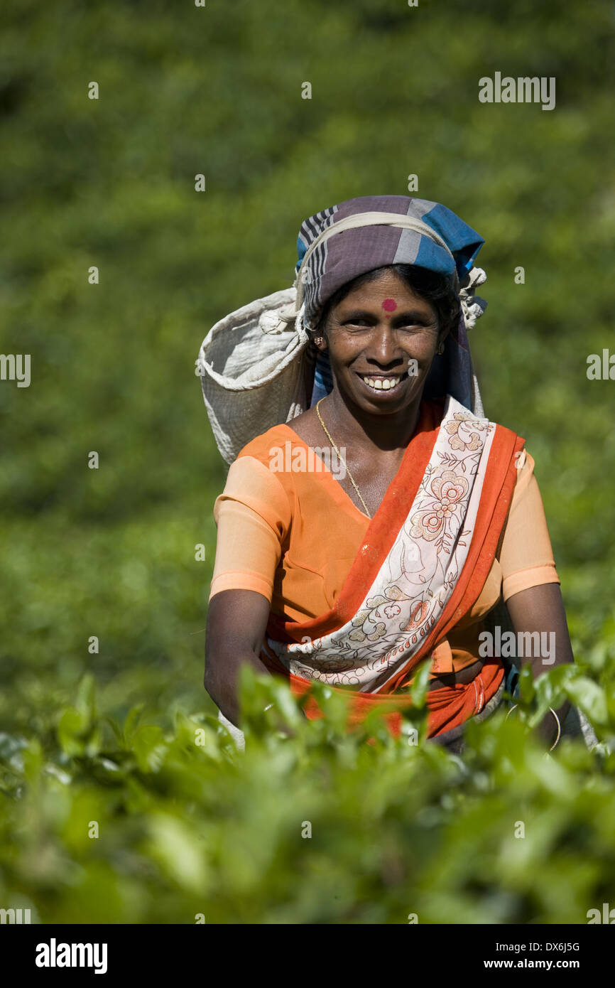 Tamil tea pickers, Nuwara Eliya, Sri Lanka Stock Photo - Alamy