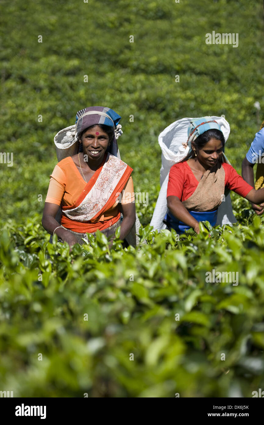 Srilankan tea plantation hi-res stock photography and images - Alamy