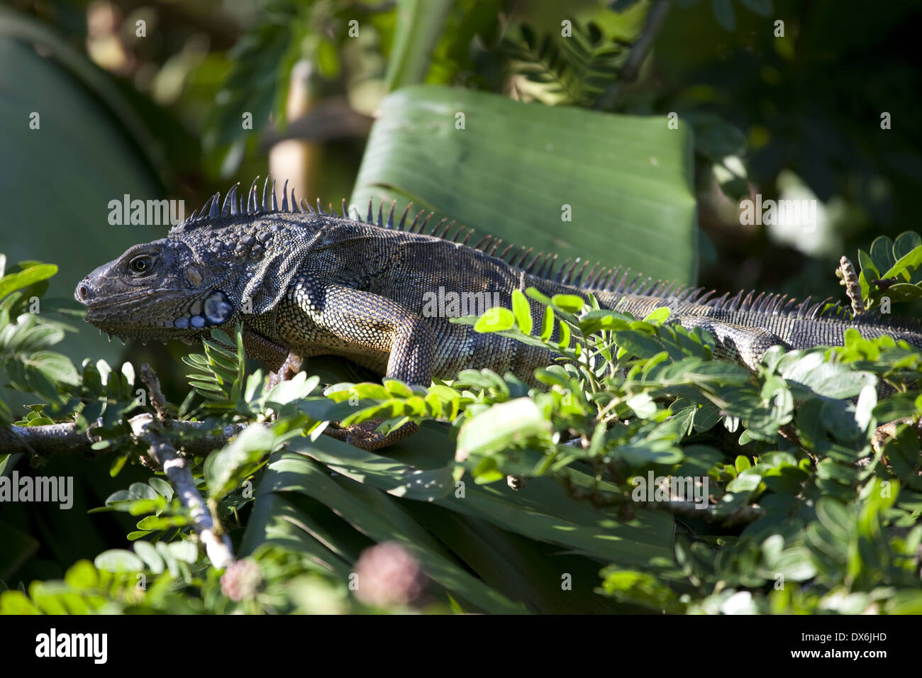 Green Iguanas in Costa Rica Stock Photo - Alamy