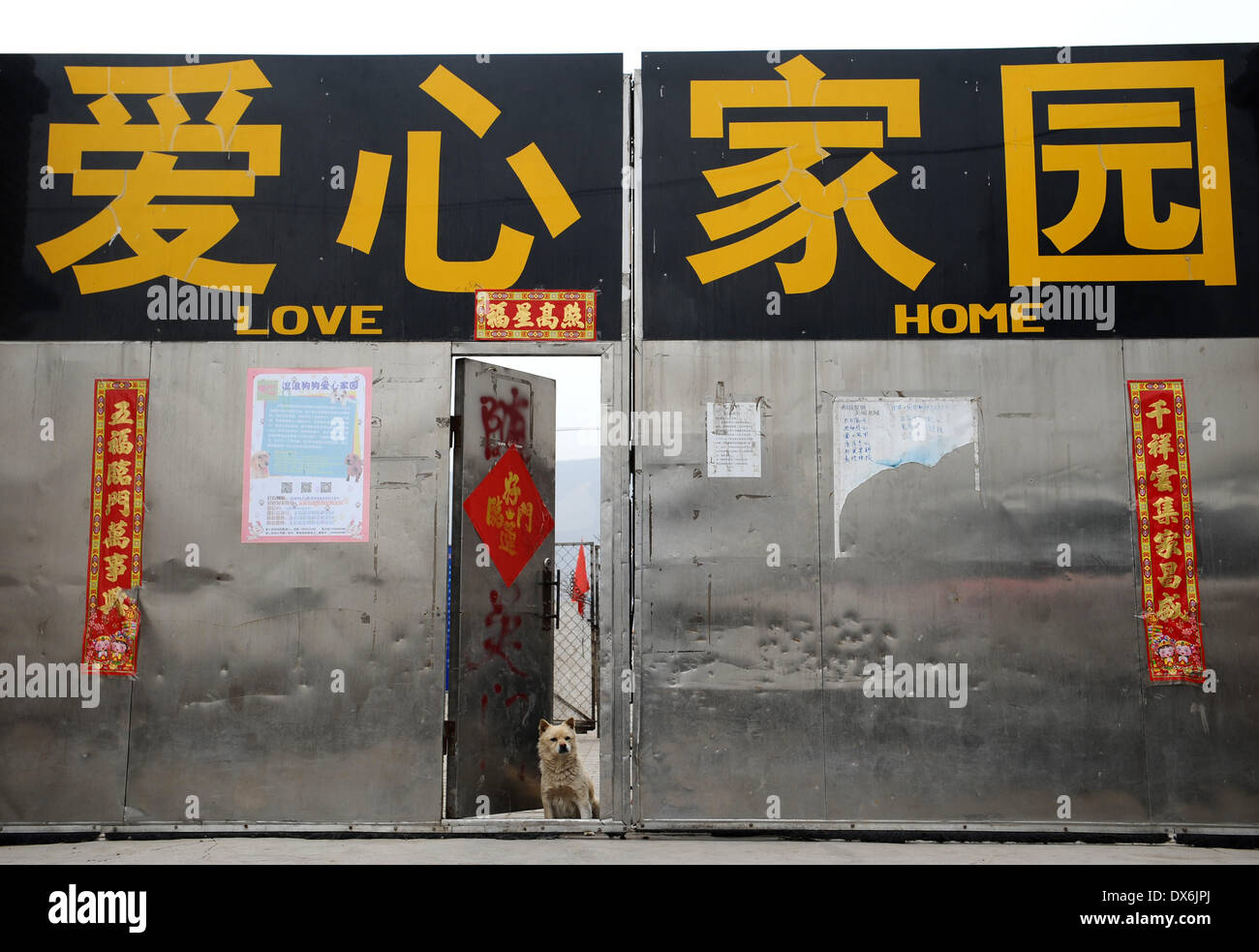 Taiyuan, China. 19th Mar, 2014. A dog looks out from the gate of a ...