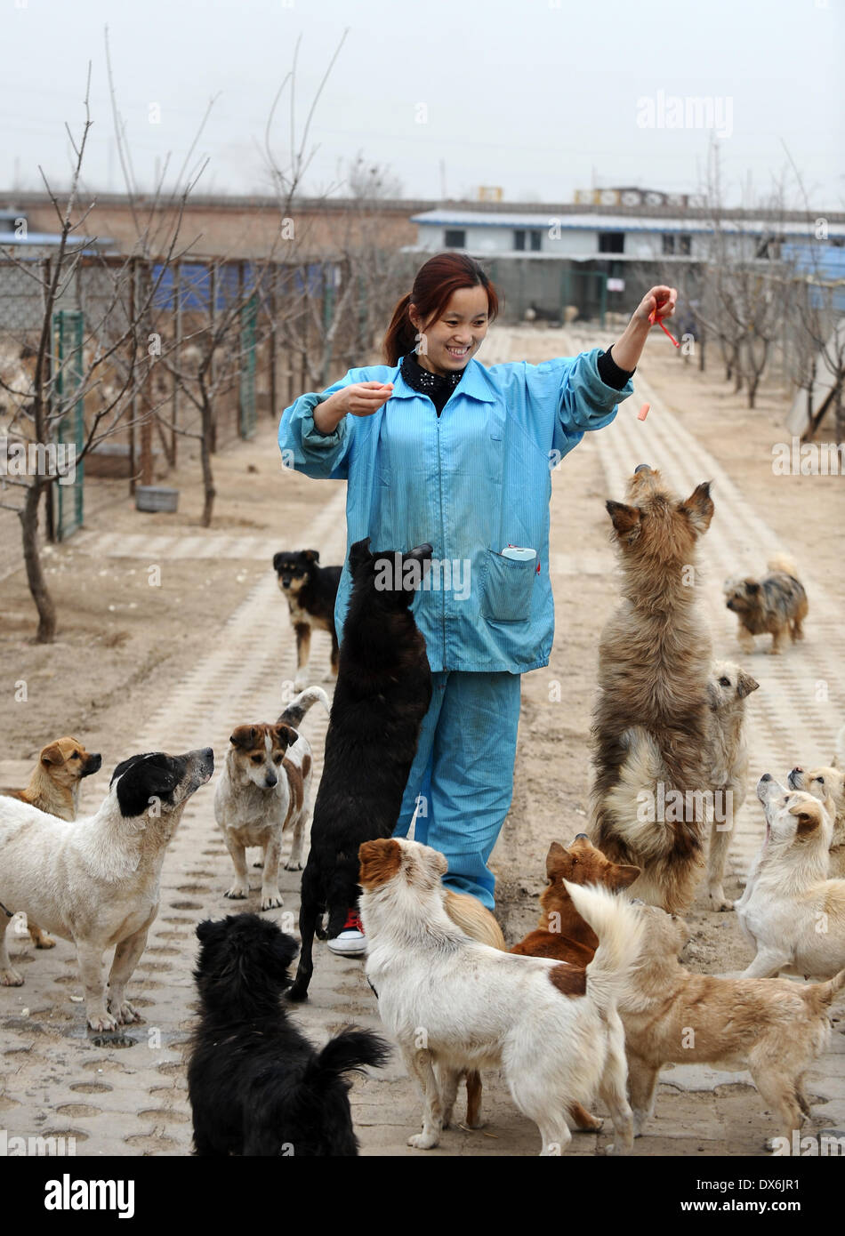 Taiyuan, China. 19th Mar, 2014. A volunteer feeds dogs at a stray dog ...