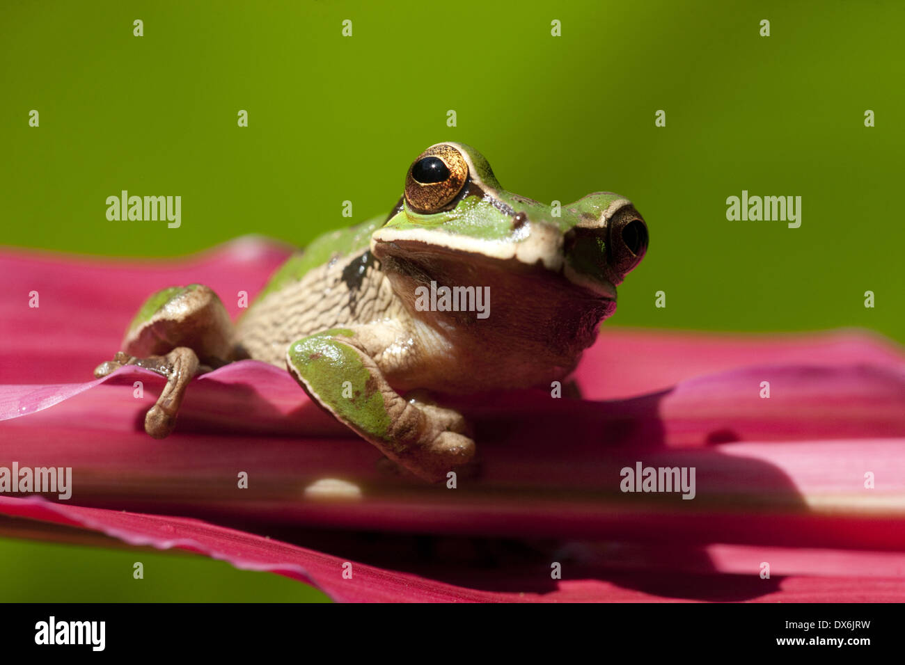 Masked tree frog smilisca phaeota hi-res stock photography and images ...