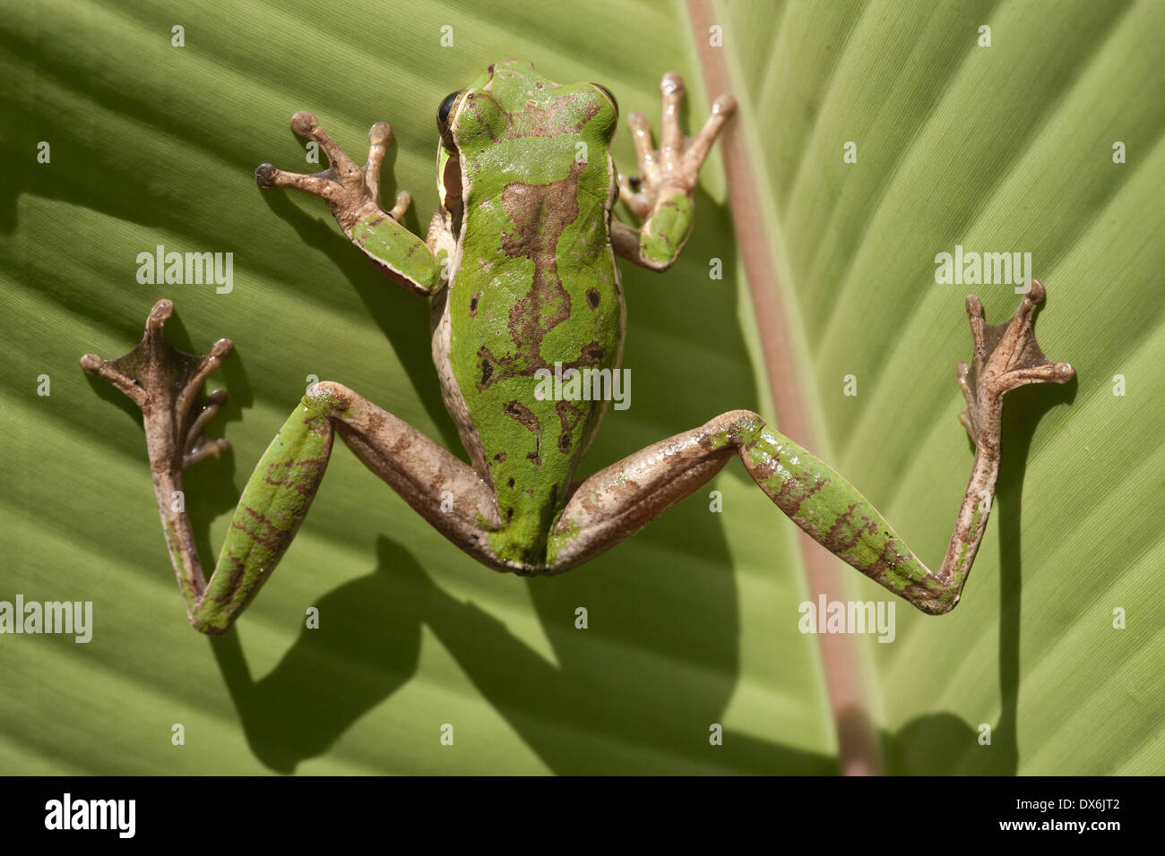 Masked tree frog, Costa Rica Stock Photo - Alamy