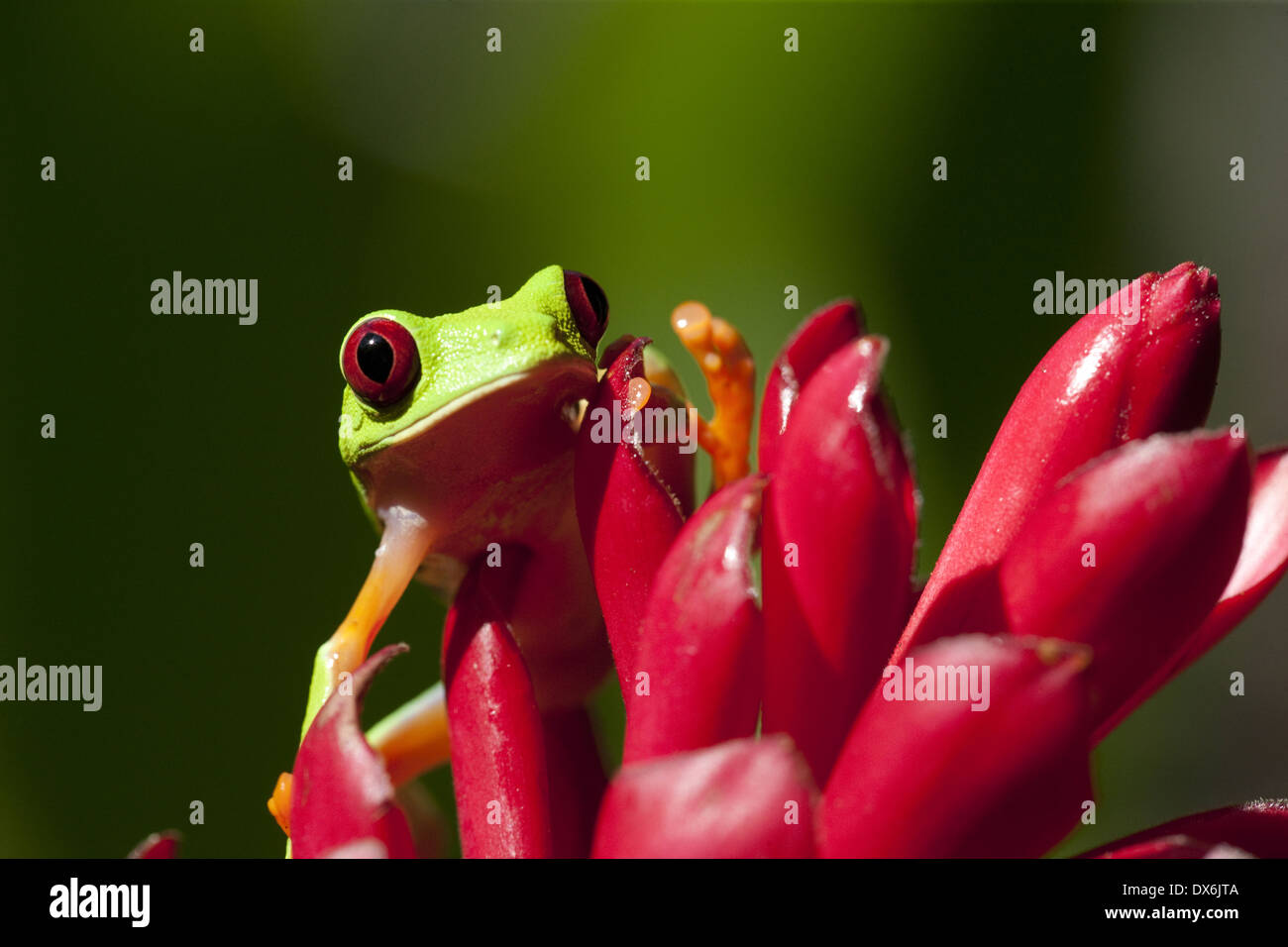 Red-eyed Tree frog, Costa Rica Stock Photo - Alamy