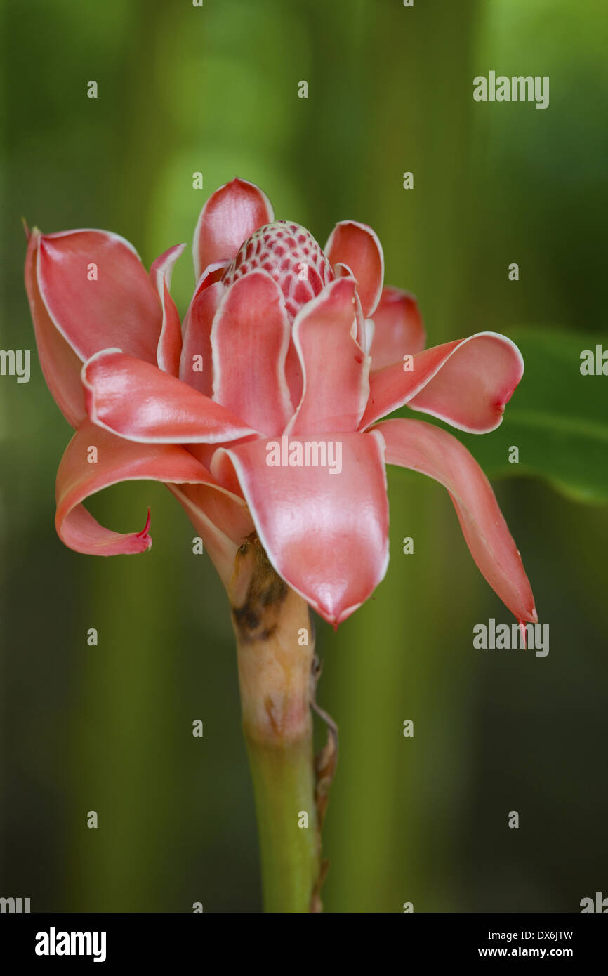 Red torch ginger, Costa Rica Stock Photo - Alamy
