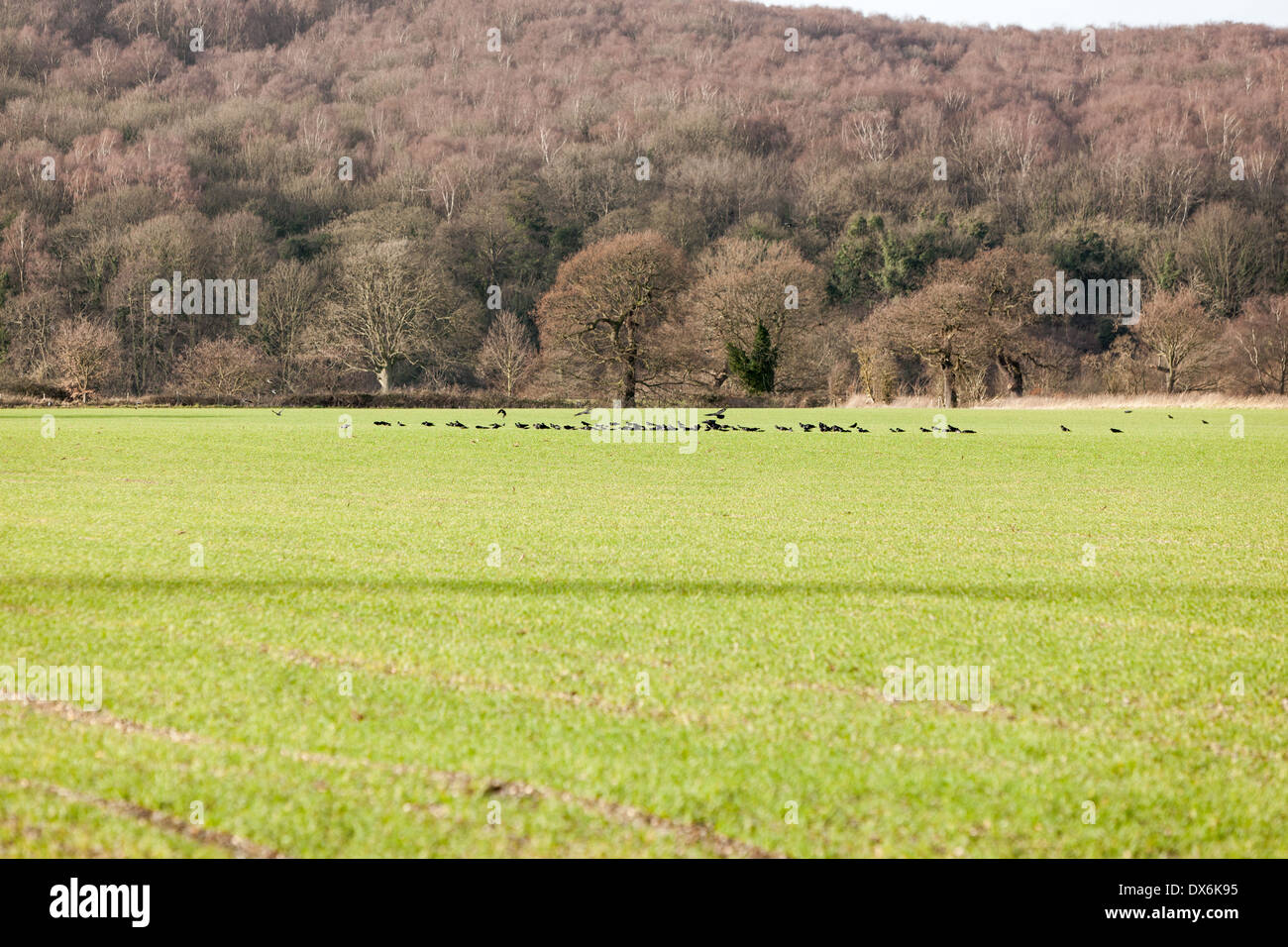 Birds eating crops hi-res stock photography and images - Alamy