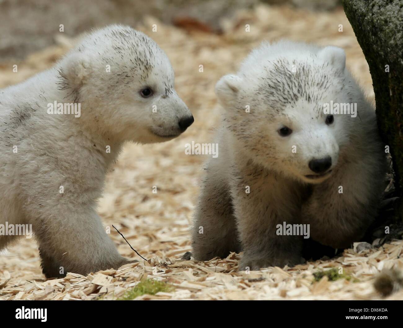 Munich, Germany. 19th Mar, 2014. Two 14-week old polar bear twins explore their enclosure at the ...