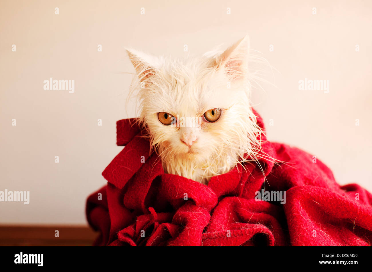 Cat wrapped in blanket hi-res stock photography and images - Alamy