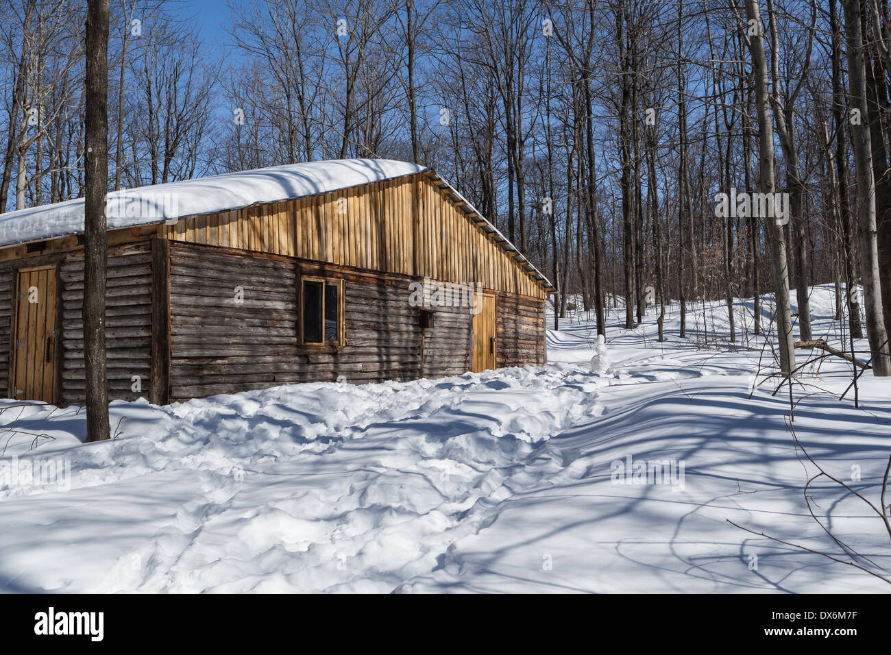 Maple forest hi-res stock photography and images - Alamy