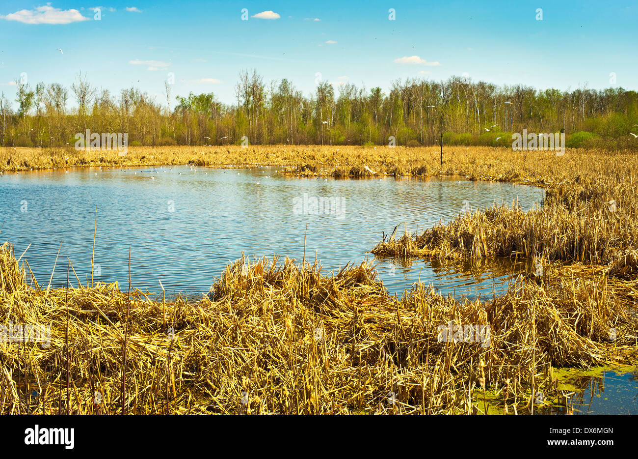 Bog colony hi-res stock photography and images - Alamy
