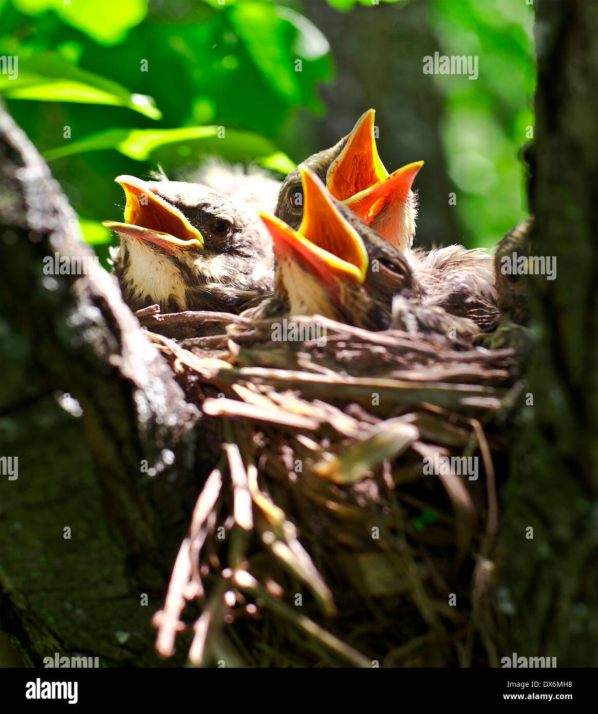 robins classic nest Stock Photo - Alamy
