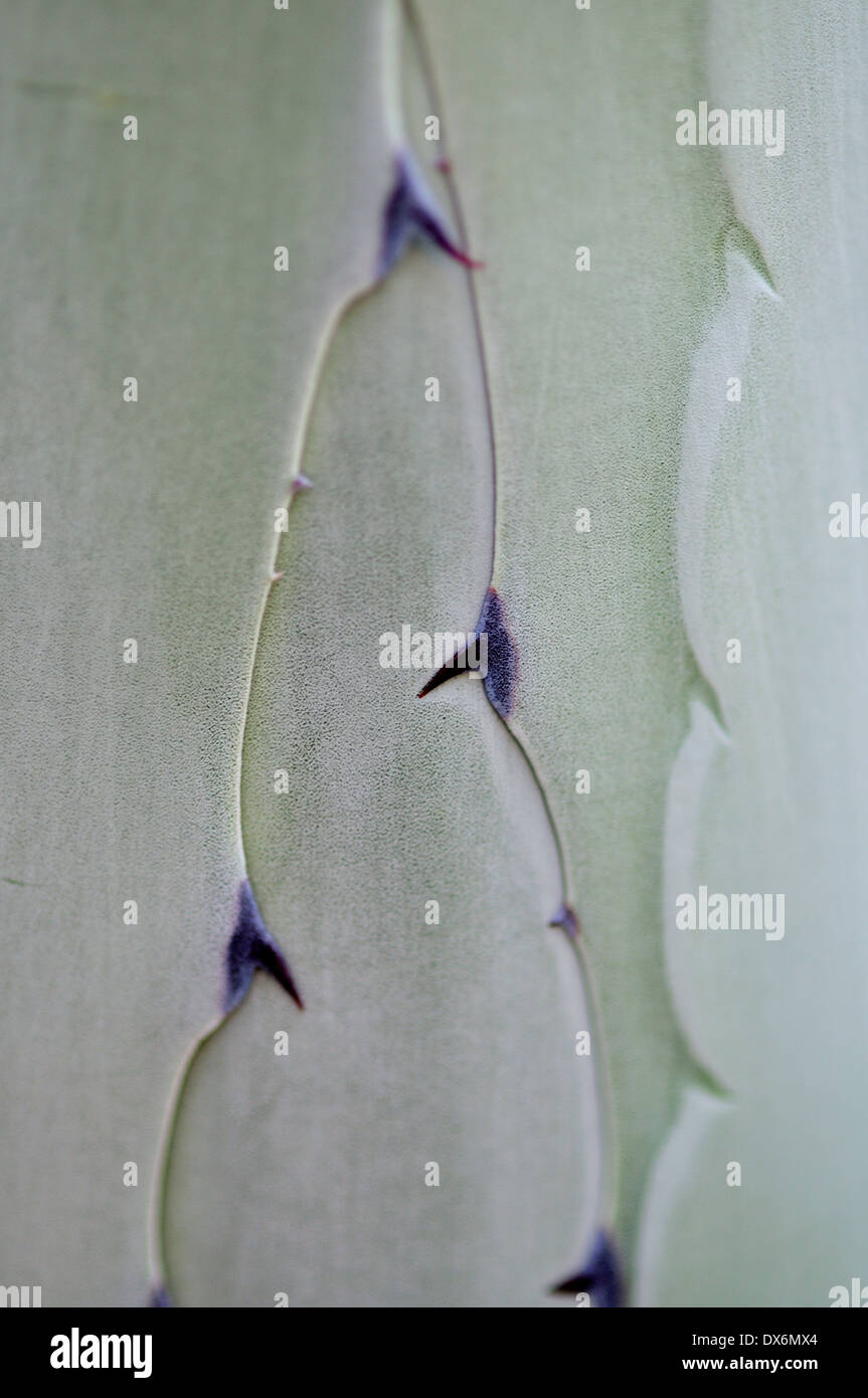 Agave Macro Closeup High Resolution Stock Photography and Images - Alamy