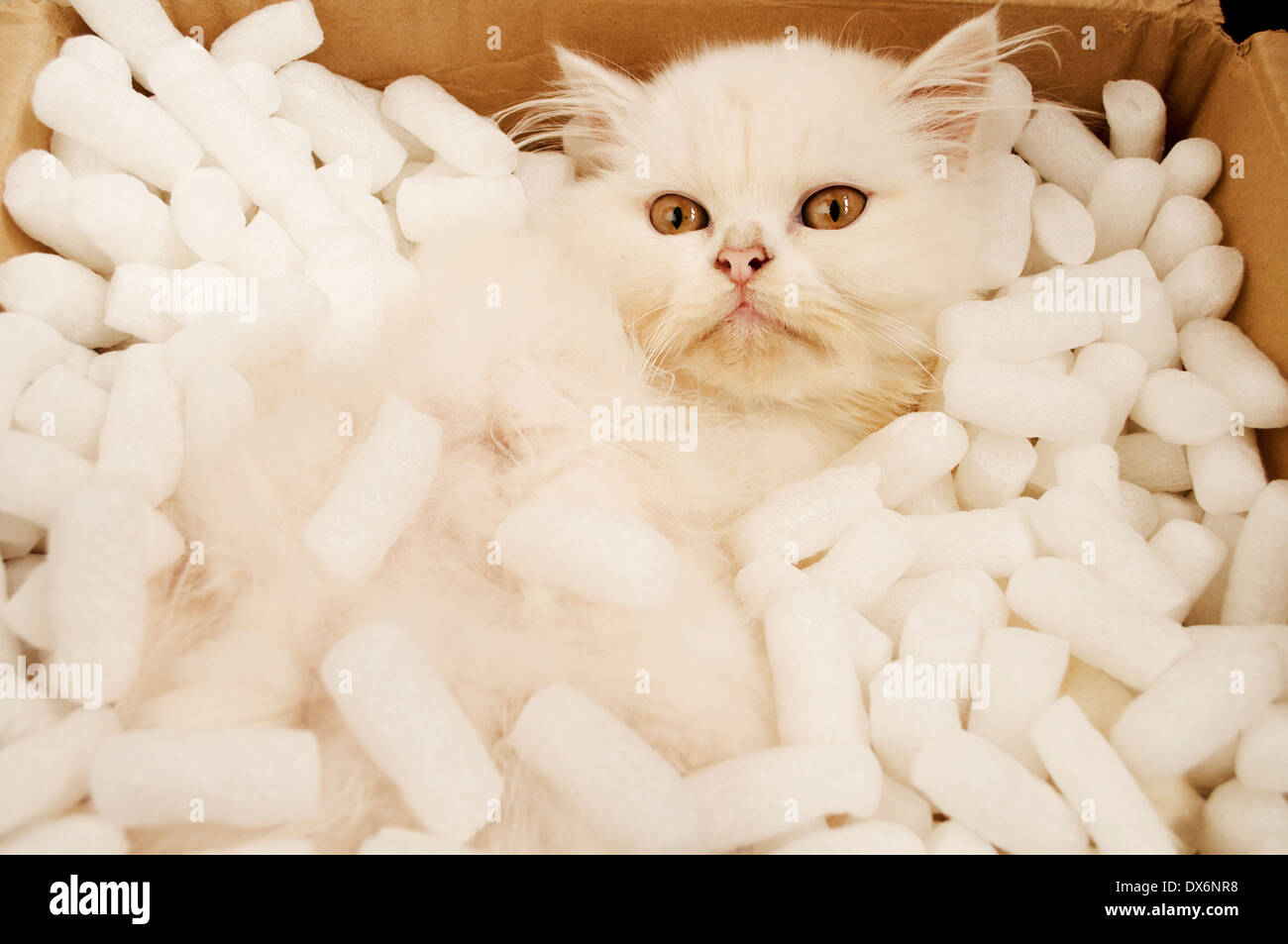 Funny Cat Box Stock Photos & Funny Cat Box Stock Images - Alamy