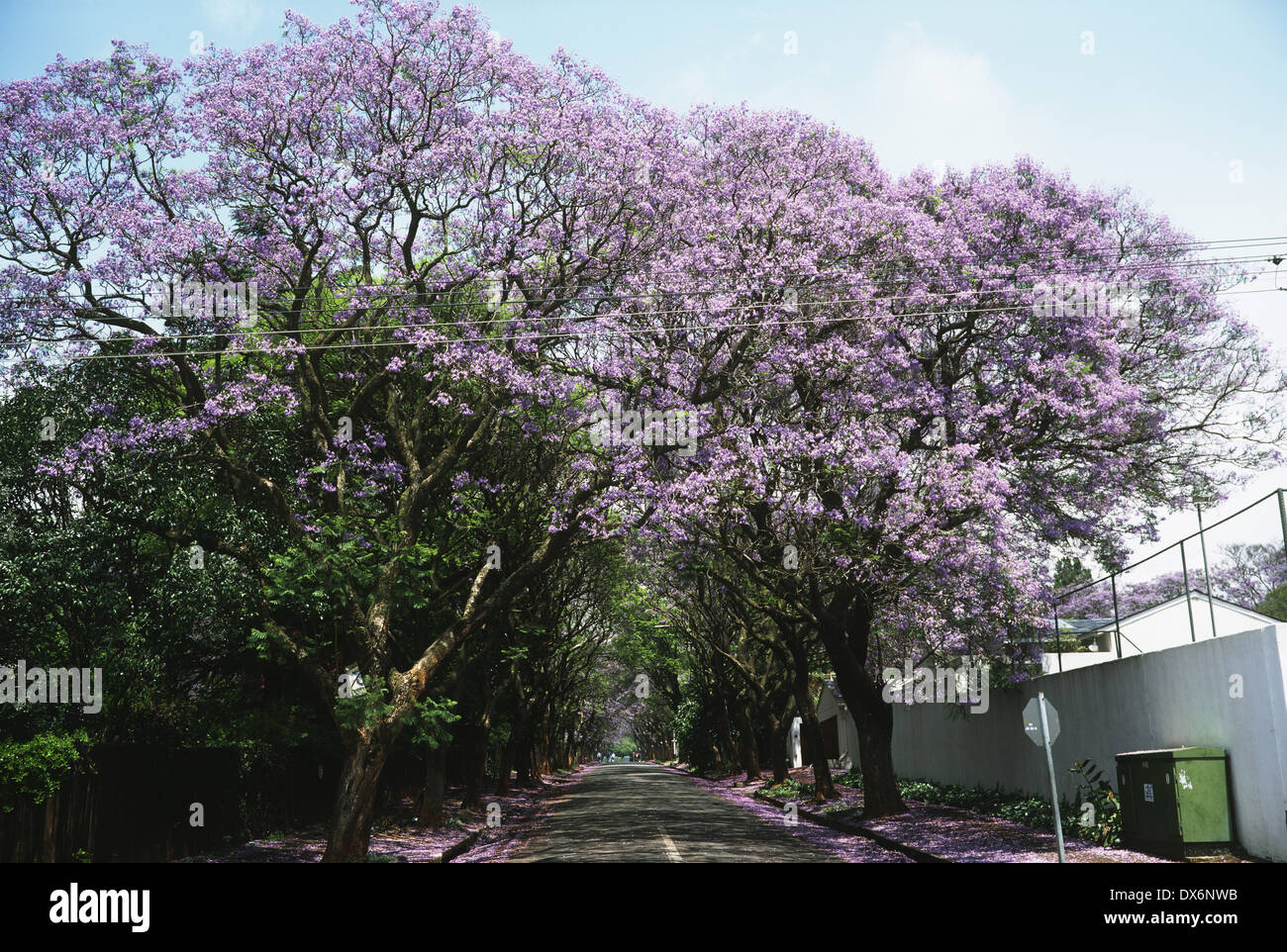 SOUTH AFRICA - Jacaranda Trees, Johannesburg Stock Photo - Alamy