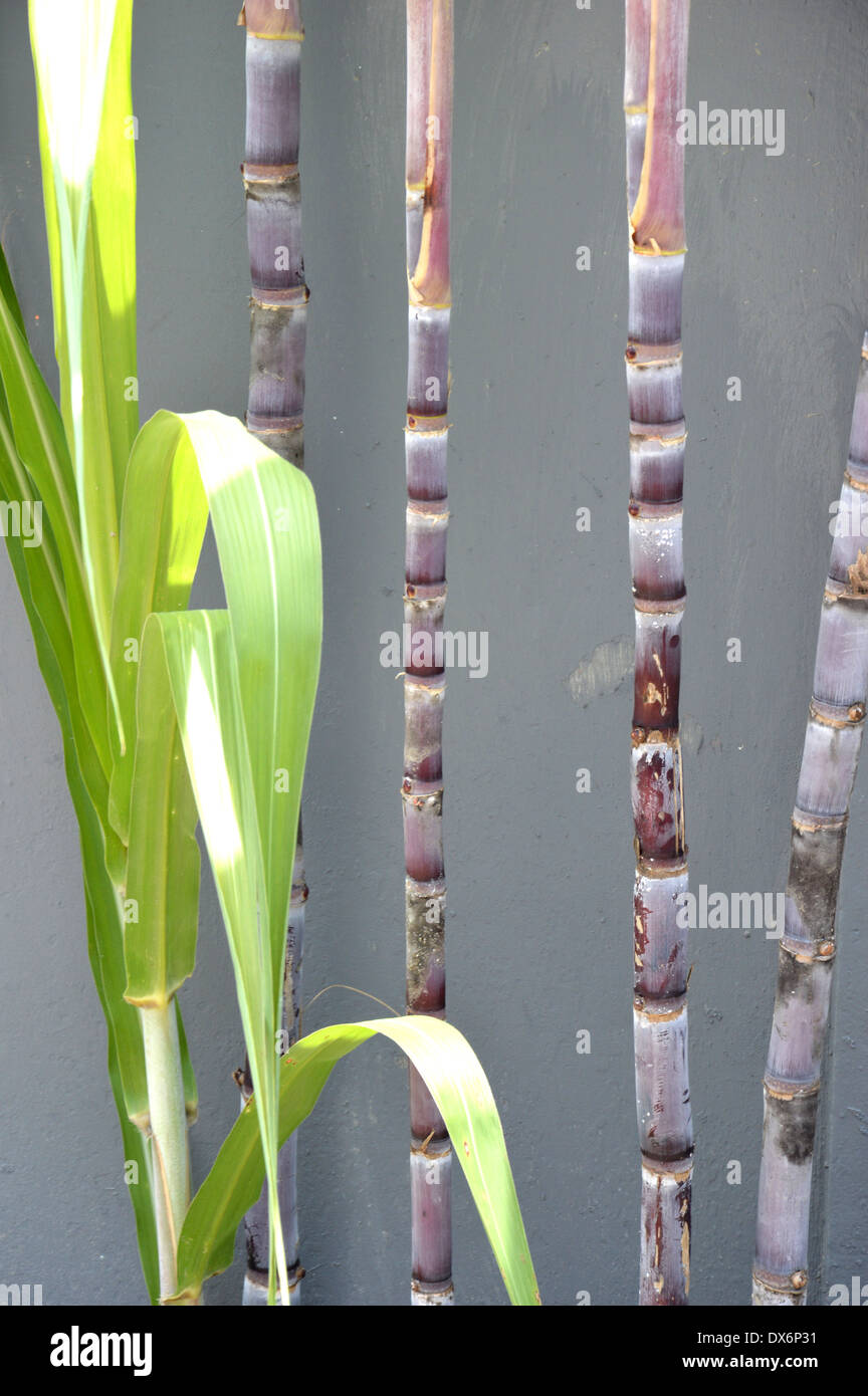 cane tree against a gray wall Stock Photo - Alamy