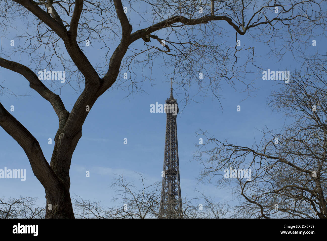 Eiffel Tower and winter tree, Paris, France Stock Photo - Alamy