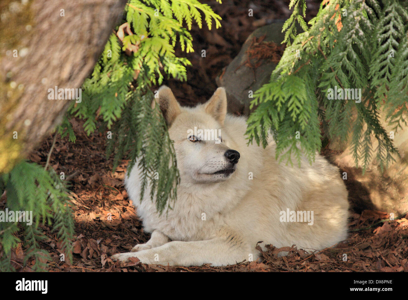 Arctic timber wolf hi-res stock photography and images - Alamy