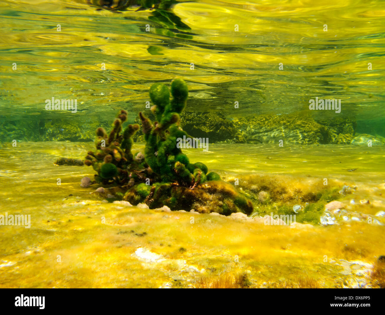 Underwater reflections in shallow calm water Stock Photo - Alamy