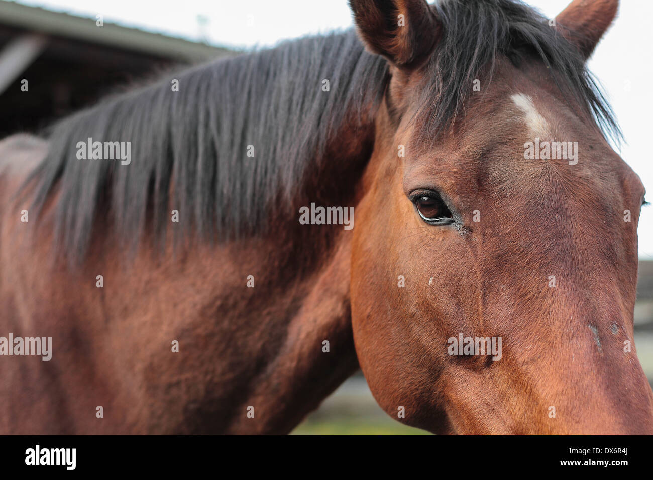 Stallion and mare horse hi-res stock photography and images - Alamy