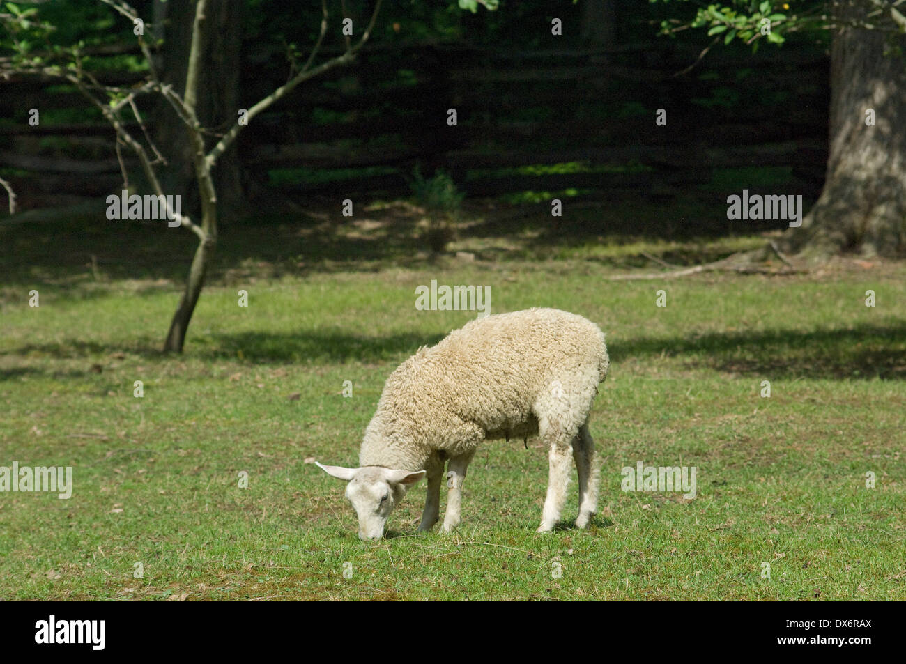 Lincoln sheep hi-res stock photography and images - Alamy