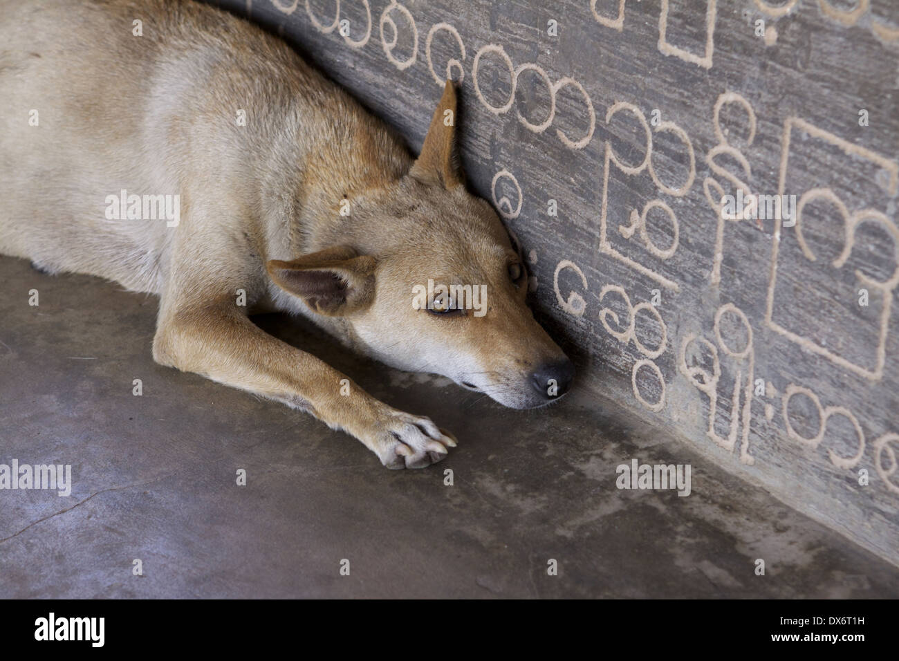 Burmese temple dog hi-res stock photography and images - Alamy
