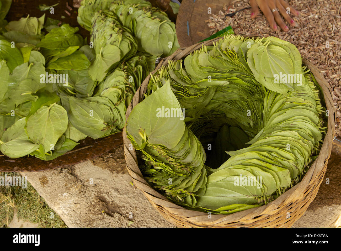 Rolled fresh tea leaves used in the Burmese dish Lahpet (a.k.a. laphet ...